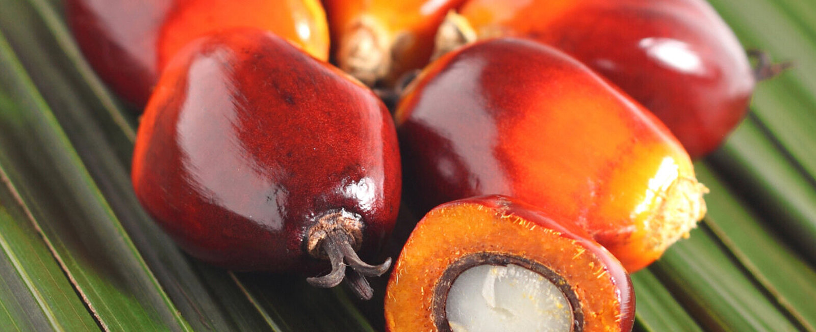 The Origin counts: Sustainable Cosmetic Products with Palm Kernel Oil ...